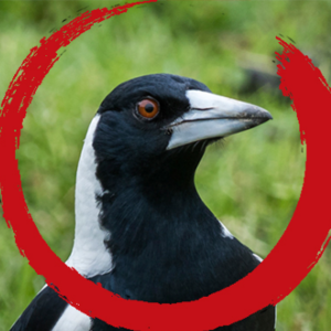 IceHQ - Rec League Division 5 Winter 2025 Swoopy Boiz