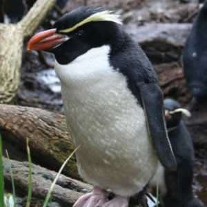 IceHQ - Rec League Division 6 Winter 2025 Humboldts